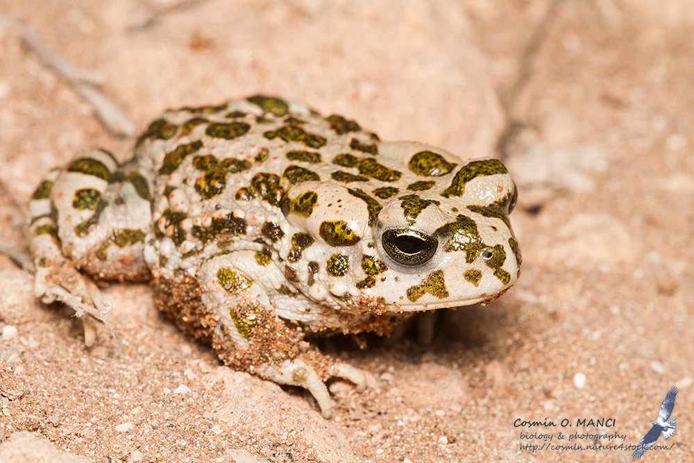 Sapo Norteafricano | Wiki Reino Animalia | Fandom