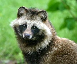 Tanuki | Wiki Reino Animalia | Fandom