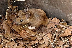 Ratón leonado | Wiki Reino Animalia | Fandom