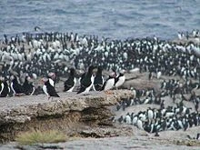 Alca Común | Wiki Reino Animalia | Fandom