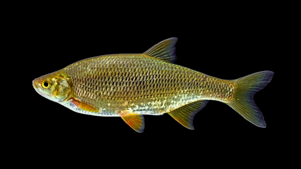 Carpita Dorada | Wiki Reino Animalia | Fandom