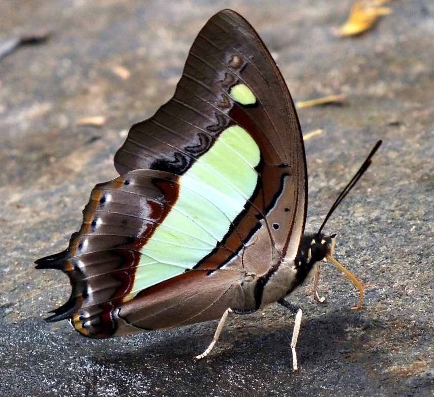 Nabab Común | Wiki Reino Animalia | Fandom