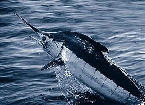 Aguja Azul | Wiki Reino Animalia | Fandom