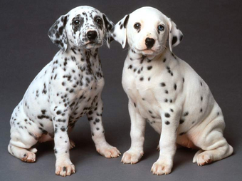 Dálmata | Wiki Reino Animalia | Fandom