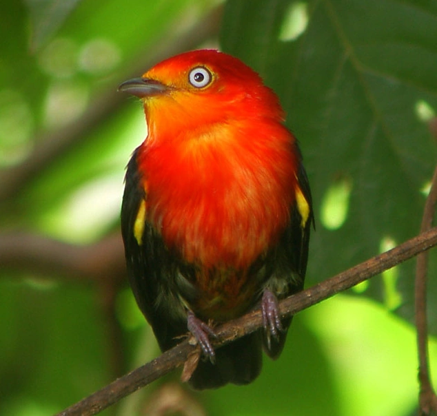 Saltarín Cabecinaranja | Wiki Reino Animalia | Fandom