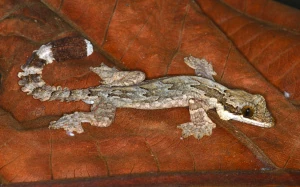 Gecko Volador | Wiki Reino Animalia | Fandom
