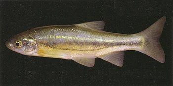 Boga Portuguesa | Wiki Reino Animalia | Fandom