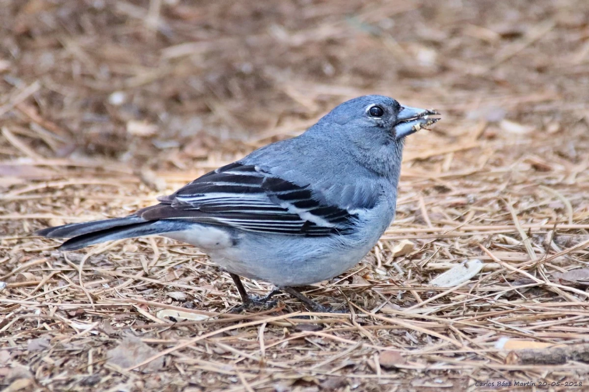 Pinzón Azul de Gran Canaria | Wiki Reino Animalia | Fandom