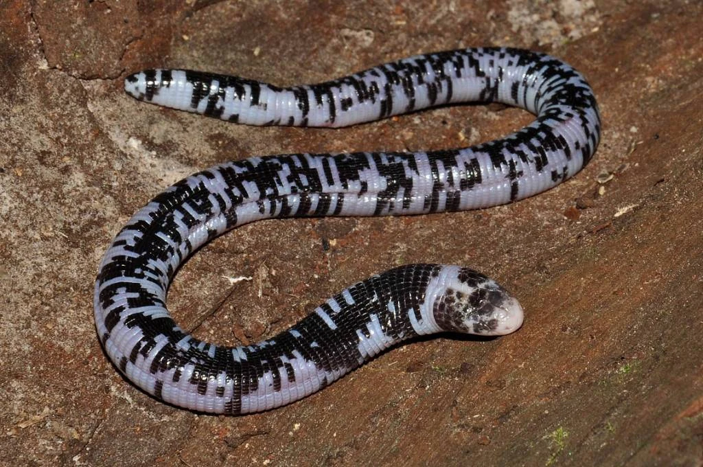 Lagarto Gusano moteado | Wiki Reino Animalia | Fandom