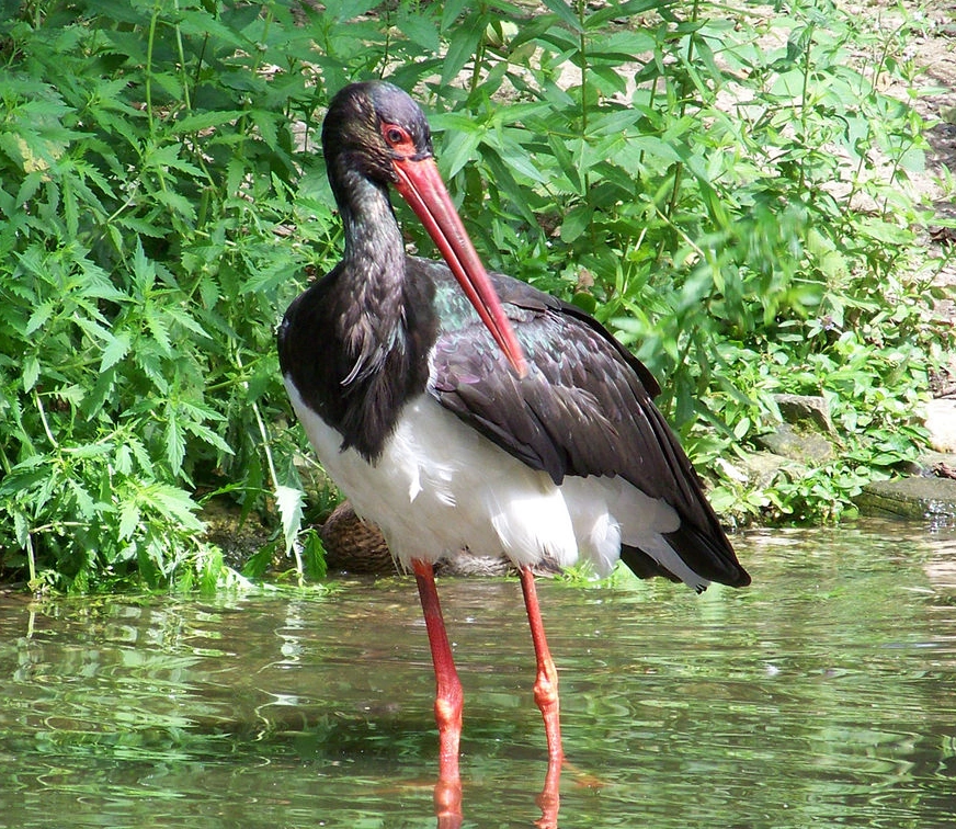 Familia | Wiki Reino Animalia | Fandom