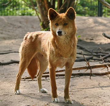 Cachorro De Perro Dingo Riddick