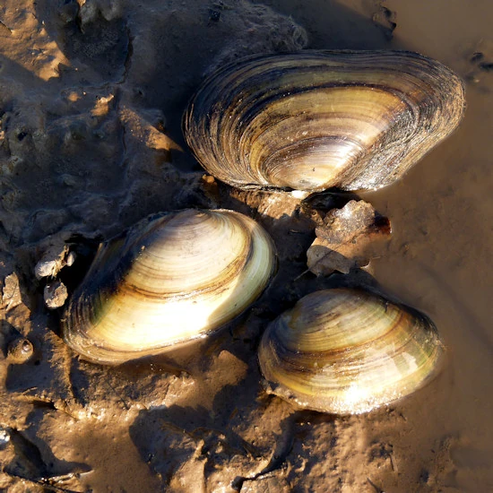 Almeja de Río | Wiki Reino Animalia | Fandom