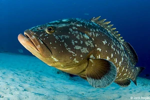 Mero | Wiki Reino Animalia | Fandom