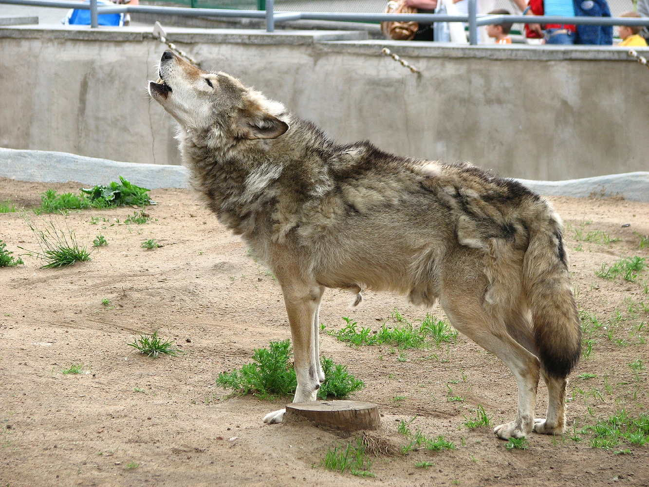 Anatomía Del Lobo Gris