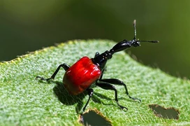 Gorgojo Jirafa | Wiki Reino Animalia | Fandom