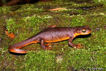 Tritón de California | Wiki Reino Animalia | Fandom