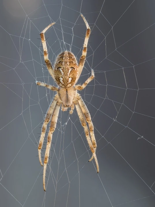 Neoscona byzanthina | Wiki Reino Animalia | Fandom