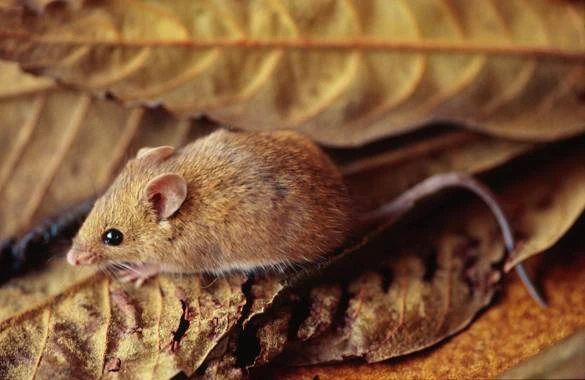 Ratón Moruno | Wiki Reino Animalia | Fandom