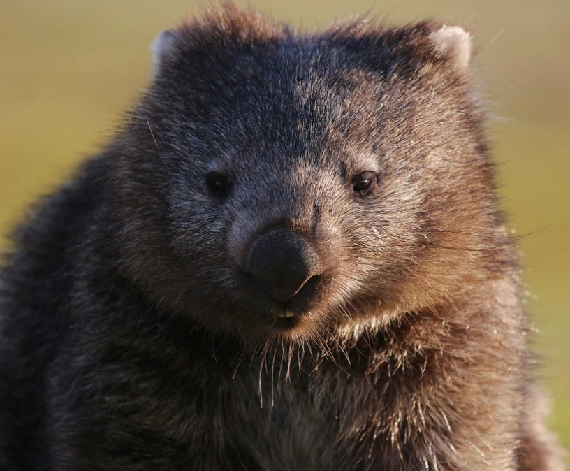 Wómbat Común | Wiki Reino Animalia | Fandom