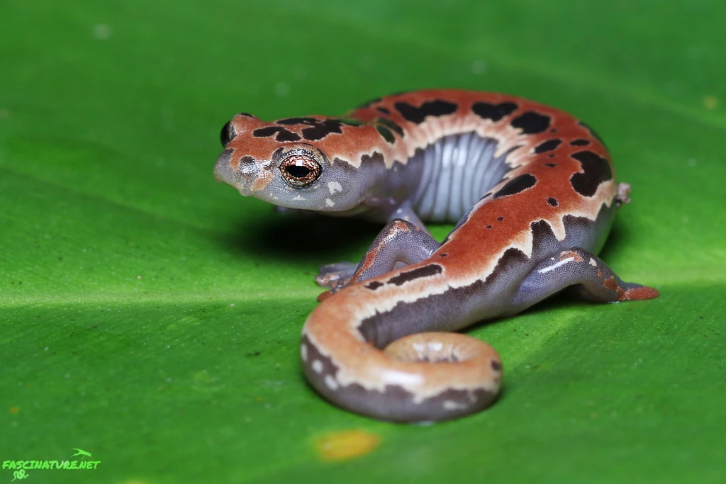 Salamanquesa | Wiki Reino Animalia | Fandom