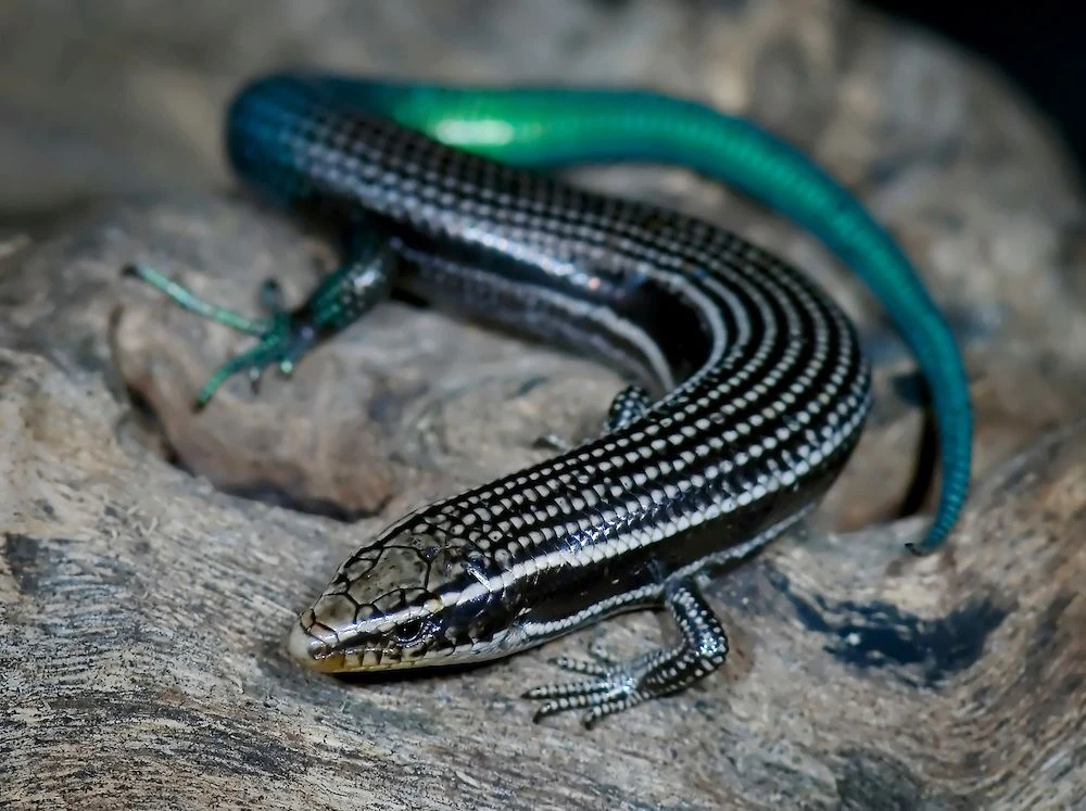 Lisa Variable | Wiki Reino Animalia | Fandom