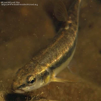 Piscardo | Wiki Reino Animalia | Fandom