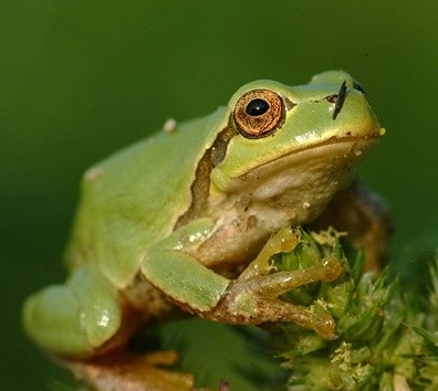 Ranita Italiana | Wiki Reino Animalia | Fandom