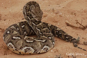 Víbora Bufadora | Wiki Reino Animalia | Fandom
