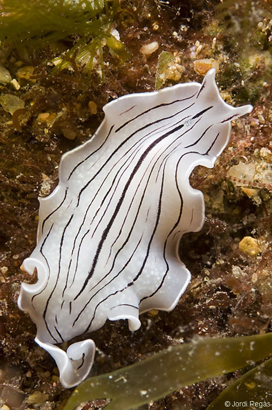 Planaria Blanca | Wiki Reino Animalia | Fandom