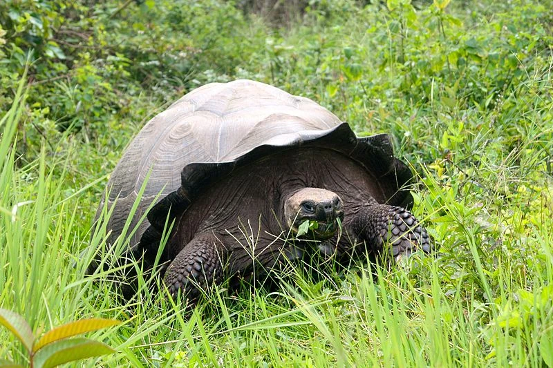 Tortuga Gigante del Este de Santa Cruz | Wiki Reino Animalia | Fandom