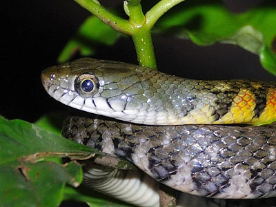 Culebra Carenada con Triangulos | Wiki Reino Animalia | Fandom