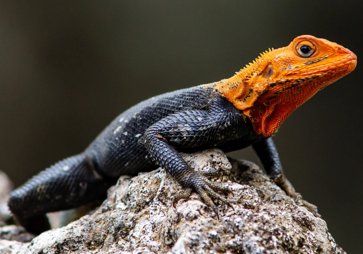 Agama Arcoíris | Wiki Reino Animalia | Fandom