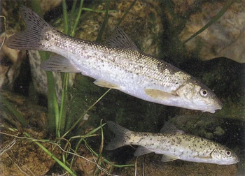 Barbo de Montaña | Wiki Reino Animalia | Fandom