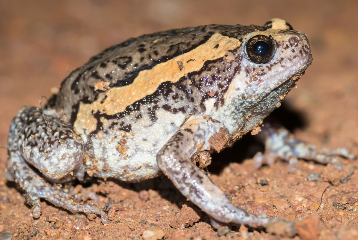 Sapo Pintado de Asia | Wiki Reino Animalia | Fandom