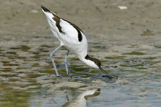 Avoceta Común | Wiki Reino Animalia | Fandom