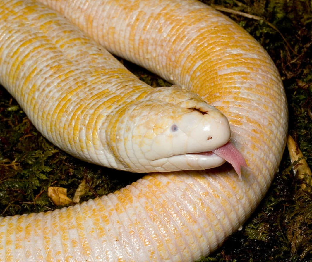 Tatacoa | Wiki Reino Animalia | Fandom