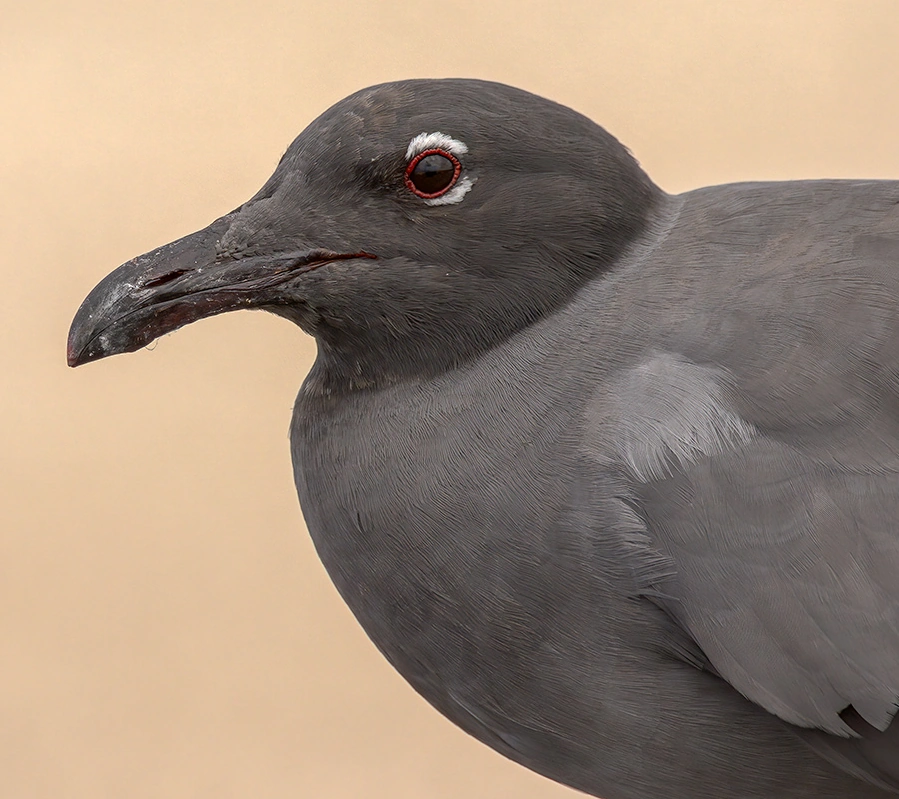 Gaviota Fuliginosa | Wiki Reino Animalia | Fandom