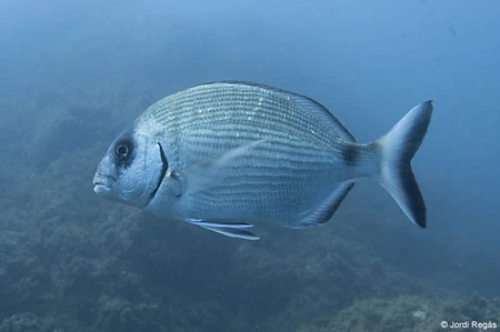 Sargo | Wiki Reino Animalia | Fandom