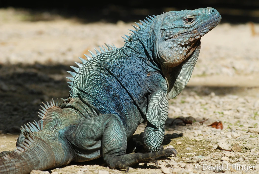 Iguana Azul | Wiki Reino Animalia | Fandom