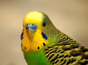 Curiosidades:Perico Australiano | Wiki Reino Animalia | Fandom
