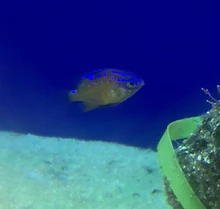 Garibaldi | Wiki Reino Animalia | Fandom