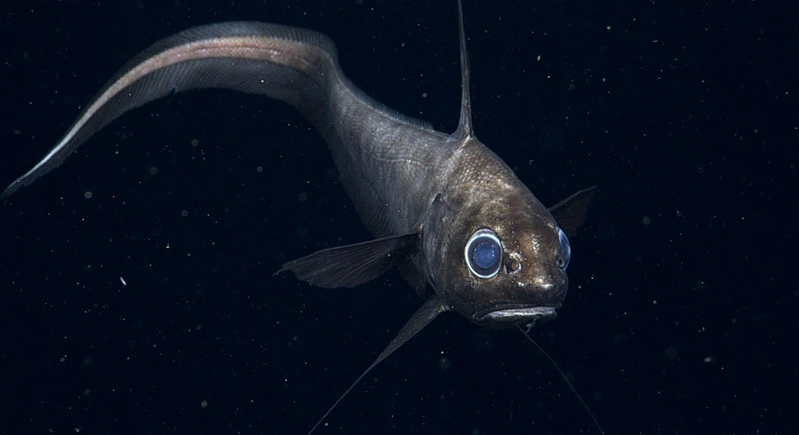 Pez cola de rata | Wiki Reino Animalia | Fandom