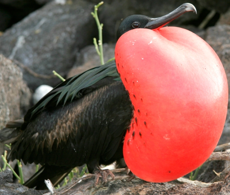 Rabihorcado Grande | Wiki Reino Animalia | Fandom