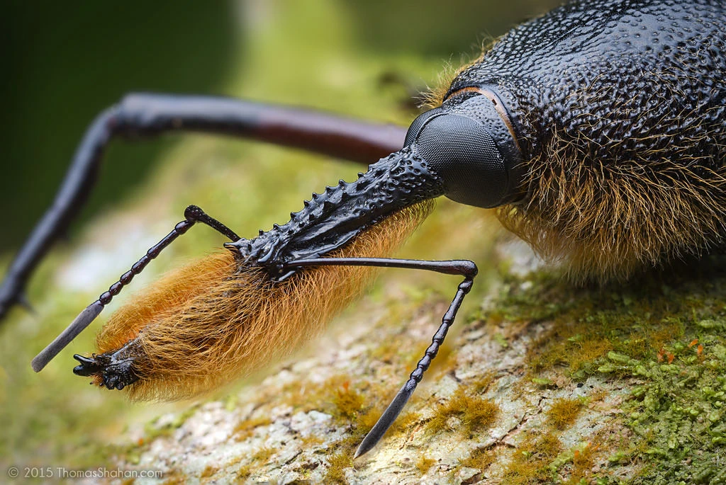 Gorgojo Barbudo | Wiki Reino Animalia | Fandom