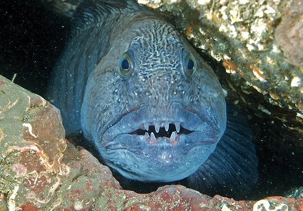 Pez Lobo | Wiki Reino Animalia | Fandom