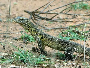 Varano del Nilo | Wiki Reino Animalia | Fandom