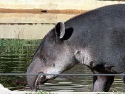 Tapir Centroamericano | Wiki Reino Animalia | Fandom