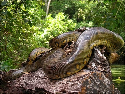 Anaconda Verde | Wiki Reino Animalia | Fandom