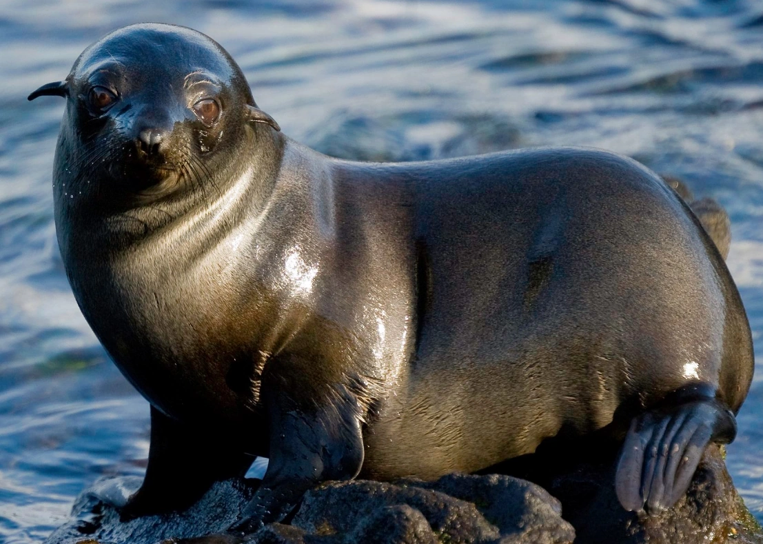 Lobo Fino de Juan Fernández | Wiki Reino Animalia | Fandom