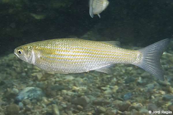 Lisa | Wiki Reino Animalia | Fandom